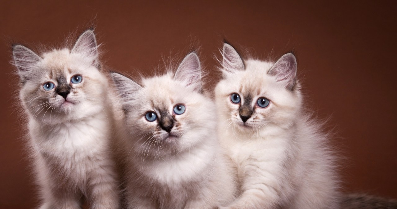 Jakie są rasy dużych kotów? Największe koty domowe - Zielona w INTERIA.PL