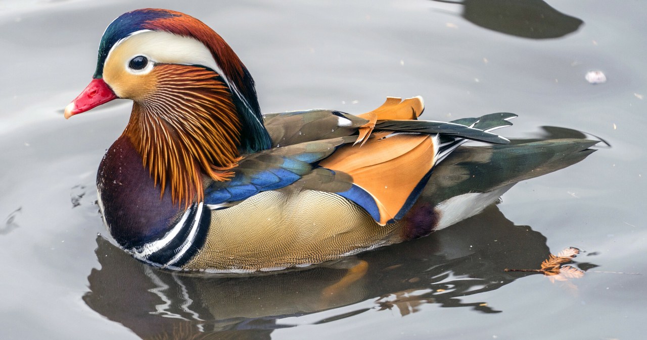 Czy egzotyczna kaczka mandarynka zagraża polskim ptakom? Badania trwają ...