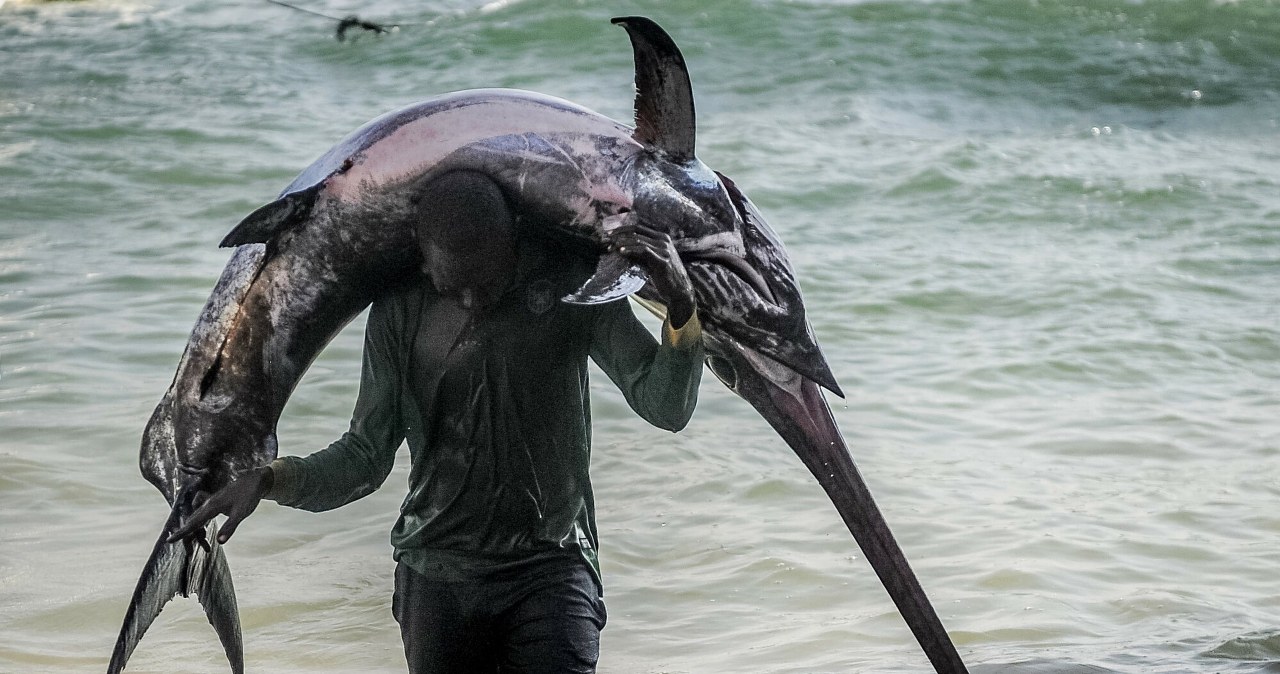 Najszybsza ryba świata nagrana w czasie polowania - Geekweek w INTERIA.PL