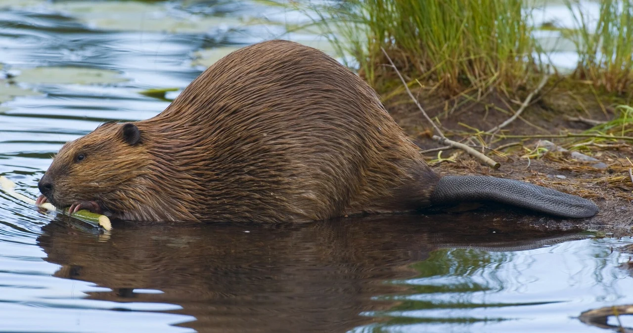 Bóbr - Zielona w INTERIA.PL