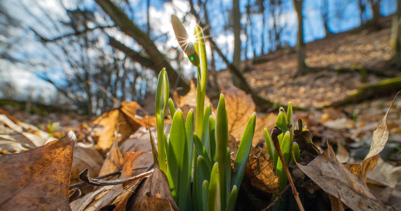 Przedwiośnie w Polsce. Pora roku, o której powoli musimy zapomnieć ...