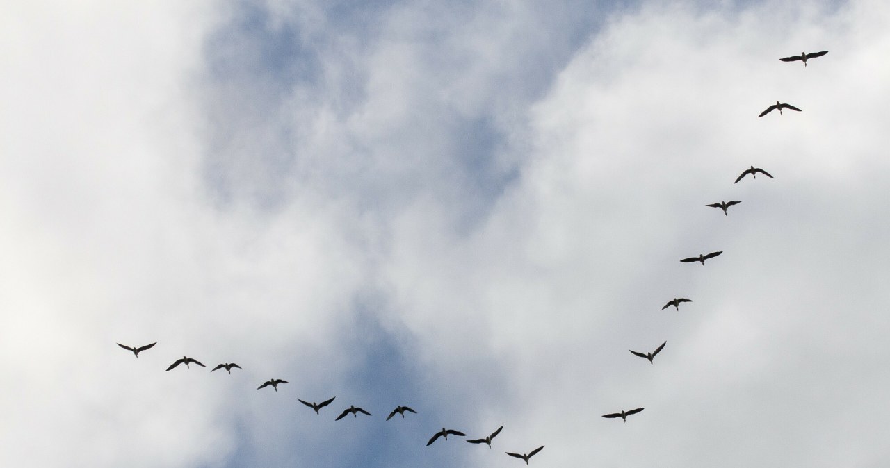 Jakie ptaki odlatują na zimę i dlaczego? Te gatunki ptaków zimują w ...