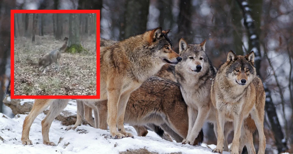 Fotopułapka uchwyciła niezwykłego wilka. Wataha go karmi i chroni ...