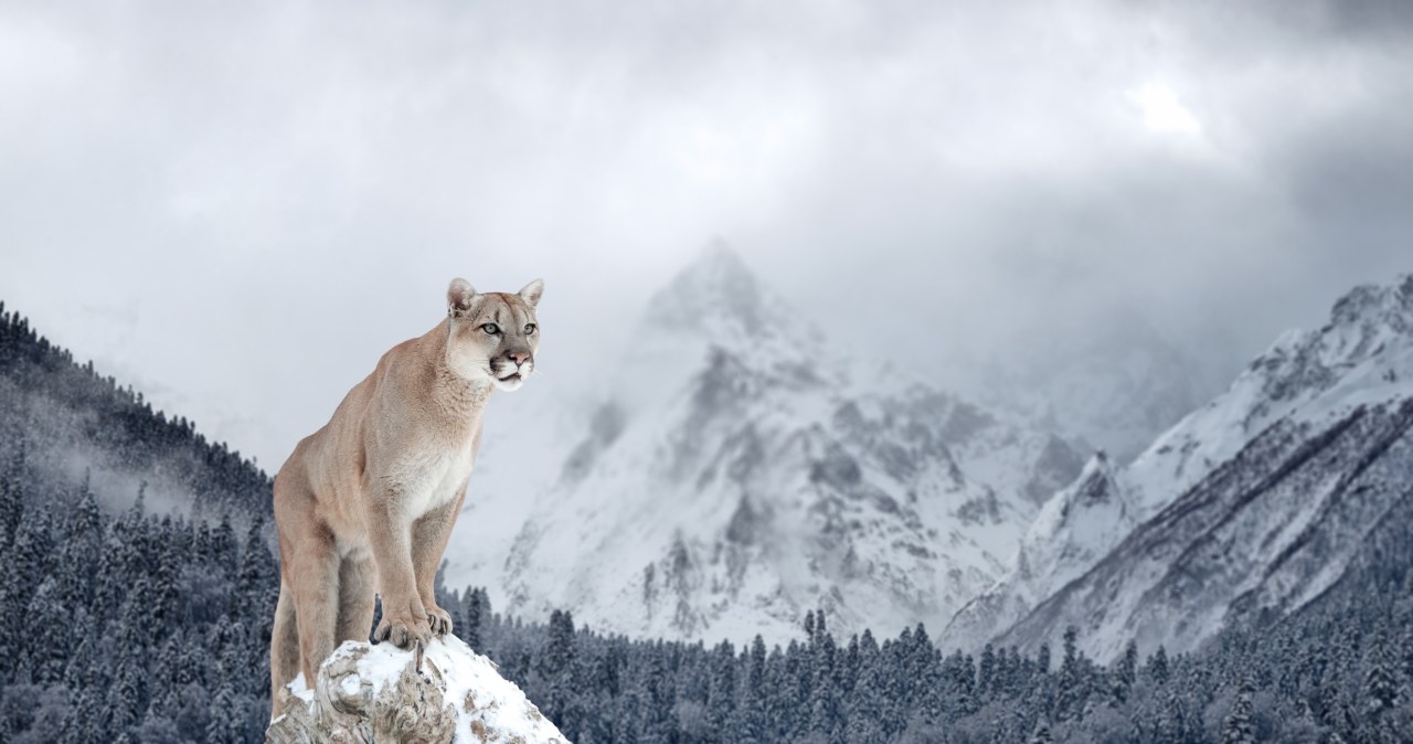 Puma złapała człowieka za głowę, gdy ten siedział w jacuzzi - Zielona w ...