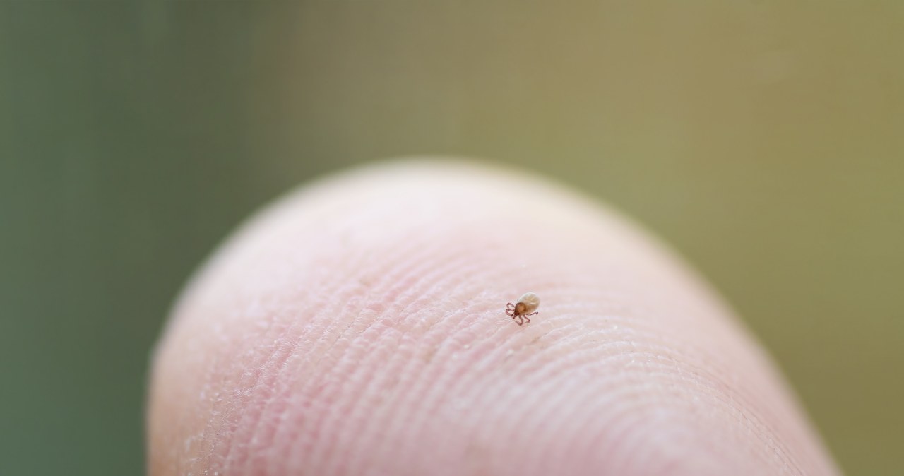 Czym jest nimfa kleszcza? - Kobieta w INTERIA.PL