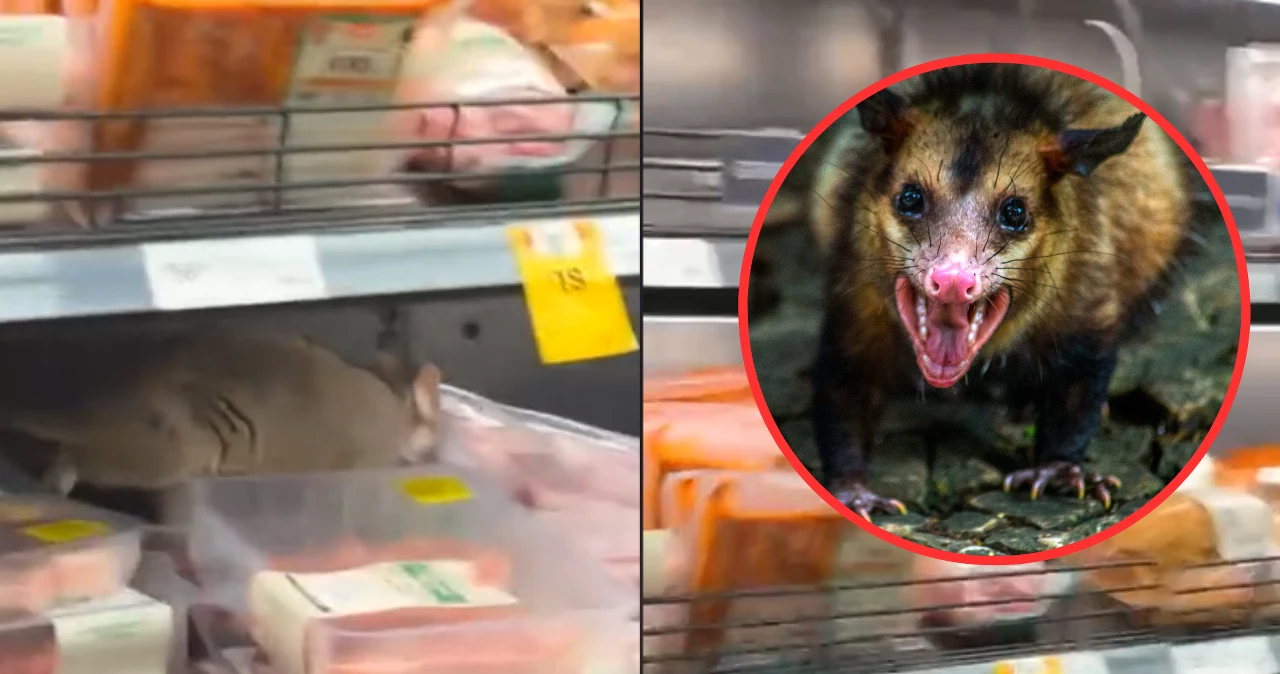 Australia: Ogromny opos w dziale mięsnym. Wideo trafiło na TikToka - Wydarzenia w INTERIA.PL