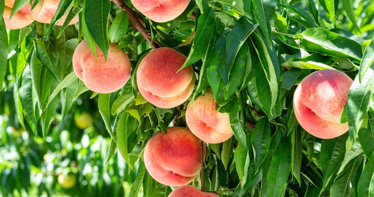 Jak i kiedy sadzić brzoskwinie? - Kobieta w INTERIA.PL