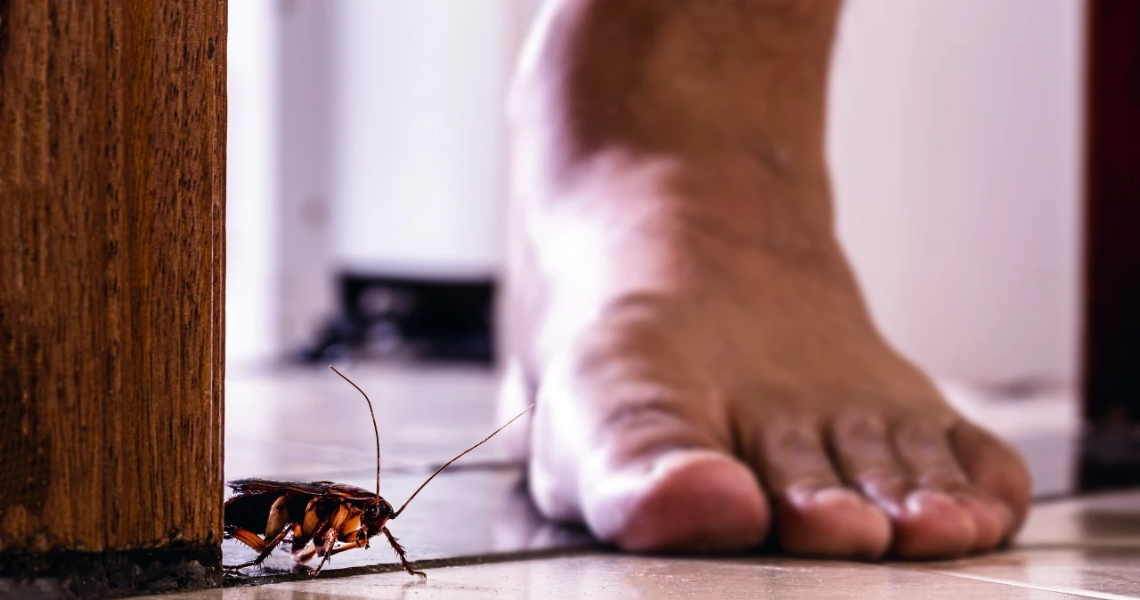Jak rozpoznać, że w domu są karaluchy? - Kobieta w INTERIA.PL