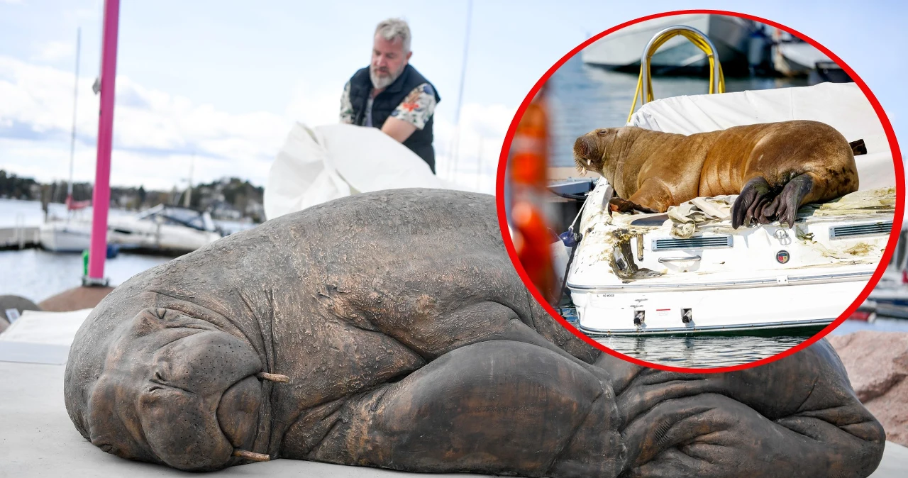 Norwegia: Uśpiona przez władze samica morsa Freya ma swój pomnik w Oslo ...