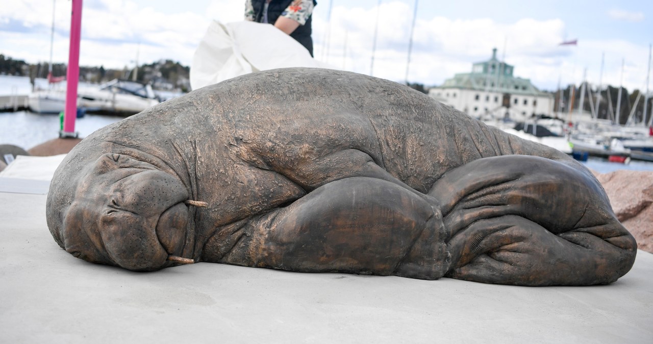 Odsłonięto pomnik samicy morsa Freyi. Zwierzę uśpiono z winy ludzi ...