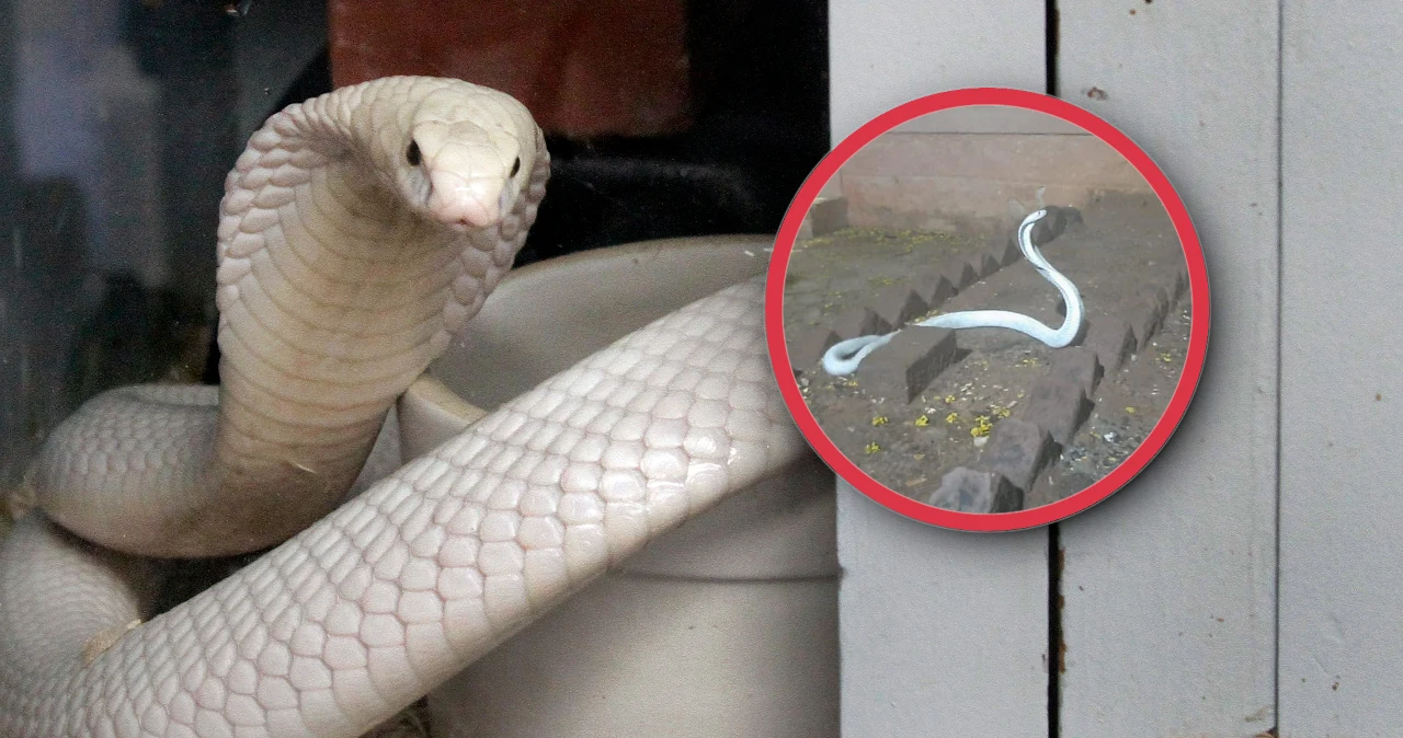 Jadowita kobra wkradła się do domu. Była całkowicie biała - Zielona w ...