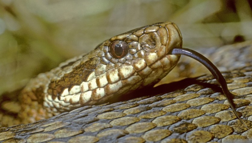 Węże w Polsce - jadowite i niejadowite gady. Jeden gatunek jest ...