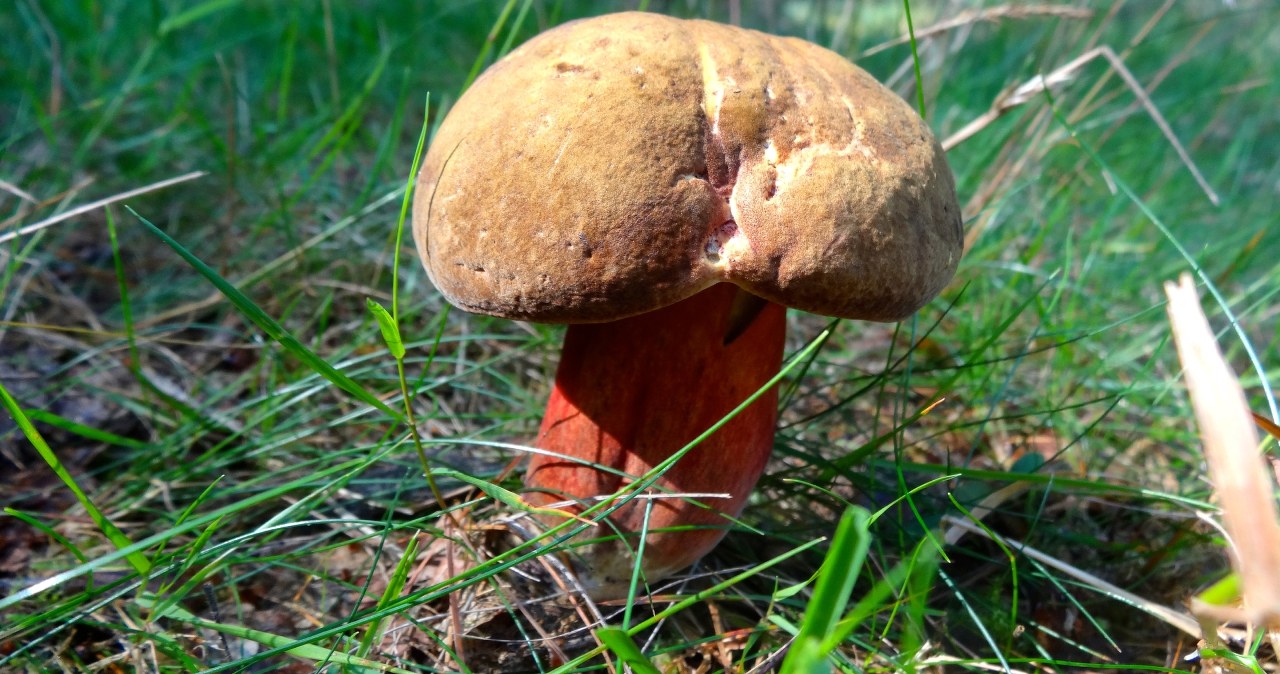 Pierwsze grzyby w lasach. Borowiki ceglastopore w Bieszczadach ...