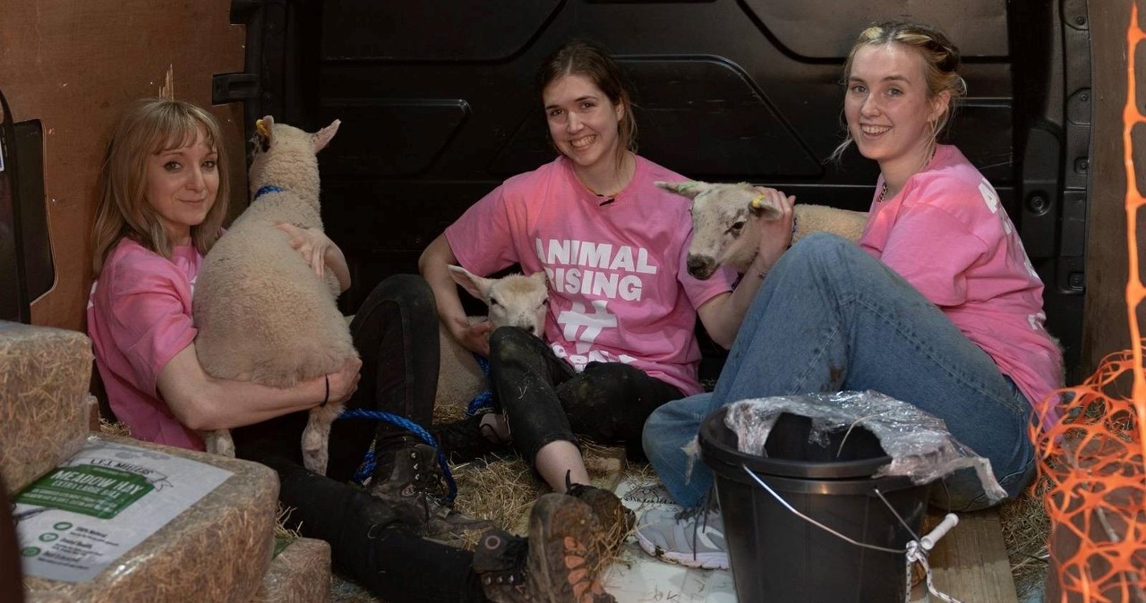 Aktywistki wykradły trzy owce z królewskiej posiadłości w Anglii ...