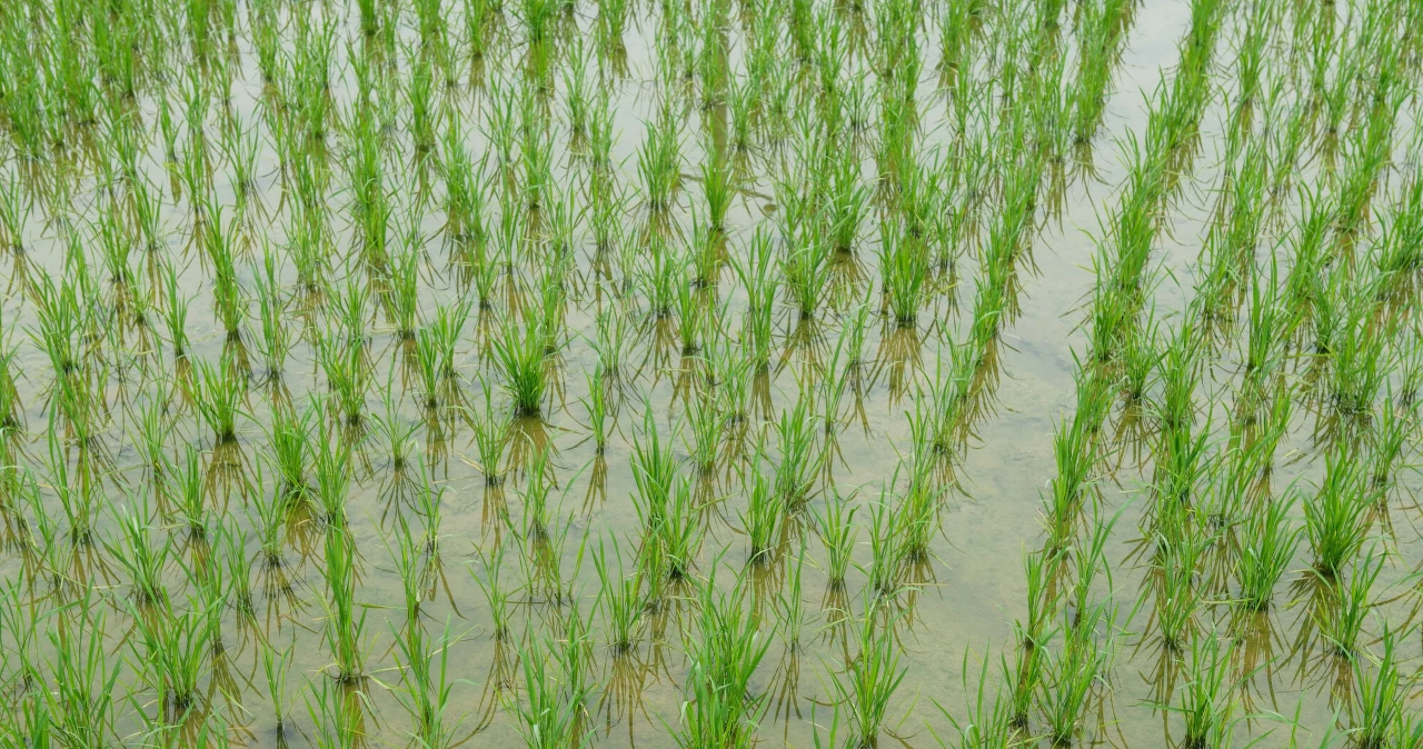 Nie tylko pola tulipanów. Holendrzy próbują uprawiać ryż - Zielona w ...