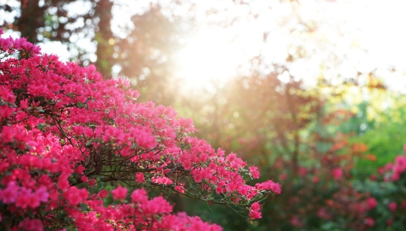 Azalie w ogrodzie. Jak on nie dbać? - Kobieta w INTERIA.PL