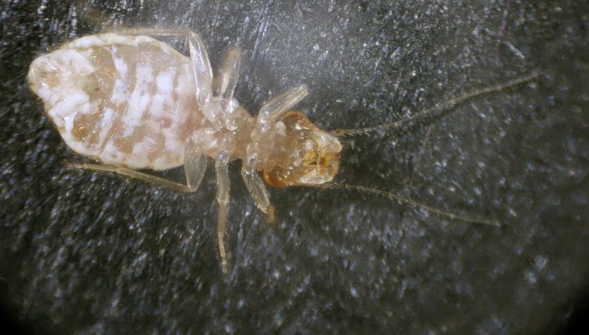 Mówią o nich "psotniki". Gryzki potrafią nieźle namieszać w naszych ...