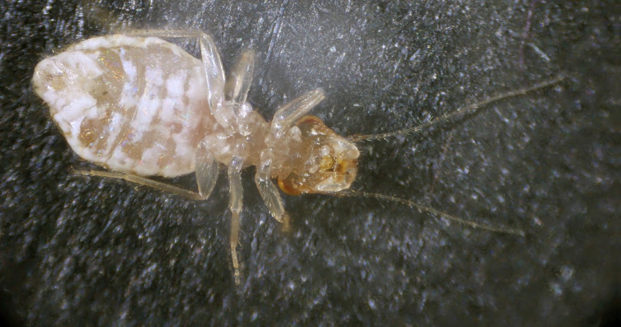 Mówią o nich "psotniki". Gryzki potrafią nieźle namieszać w naszych domach