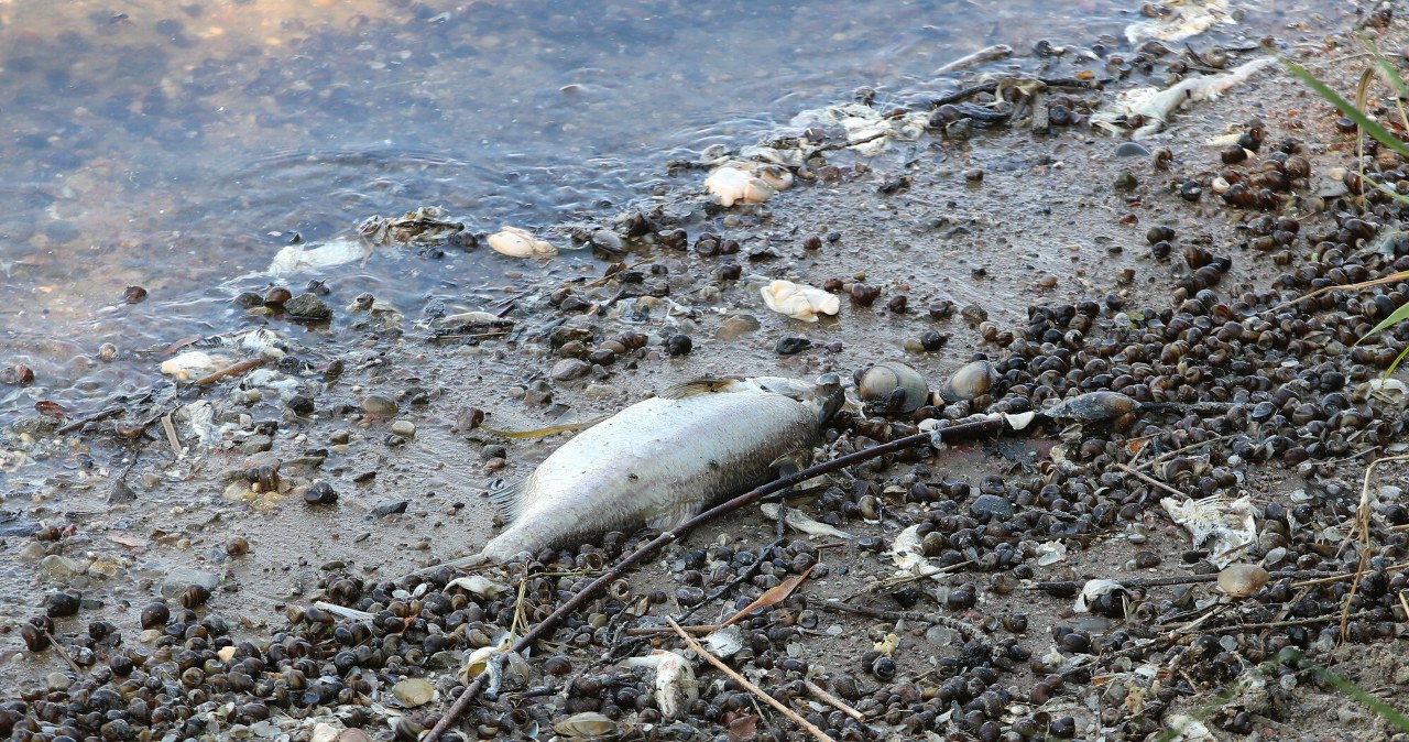 Złote algi znowu w Odrze? Badania potwierdziły, że są w Kanale ...