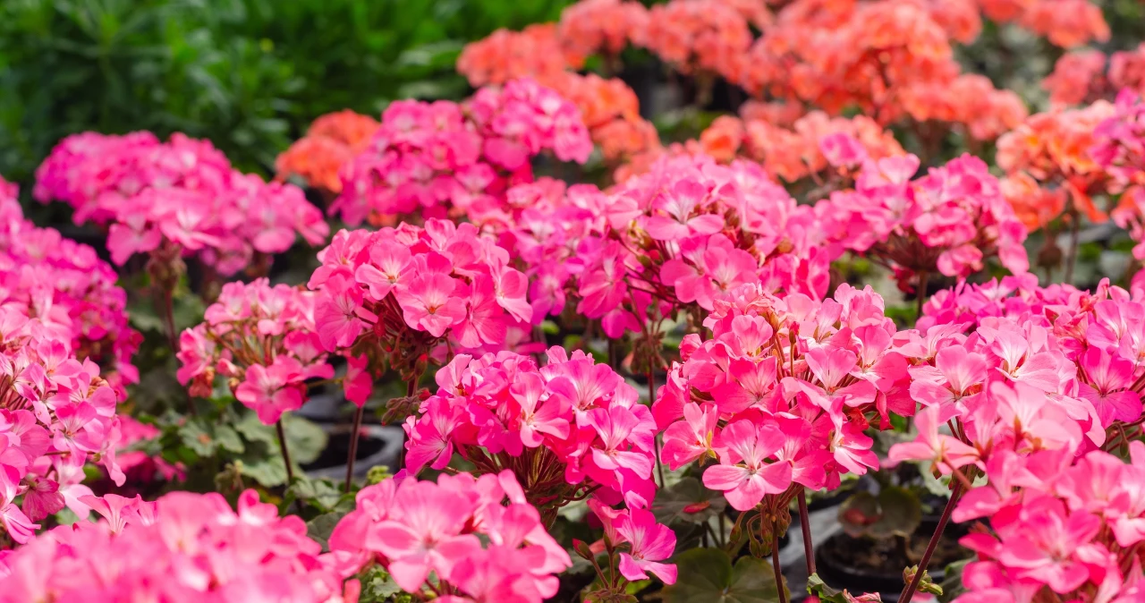 Czym podlewać i nawozić pelargonie, żeby ładnie kwitły? Oto domowe sposoby - Kobieta w INTERIA.PL