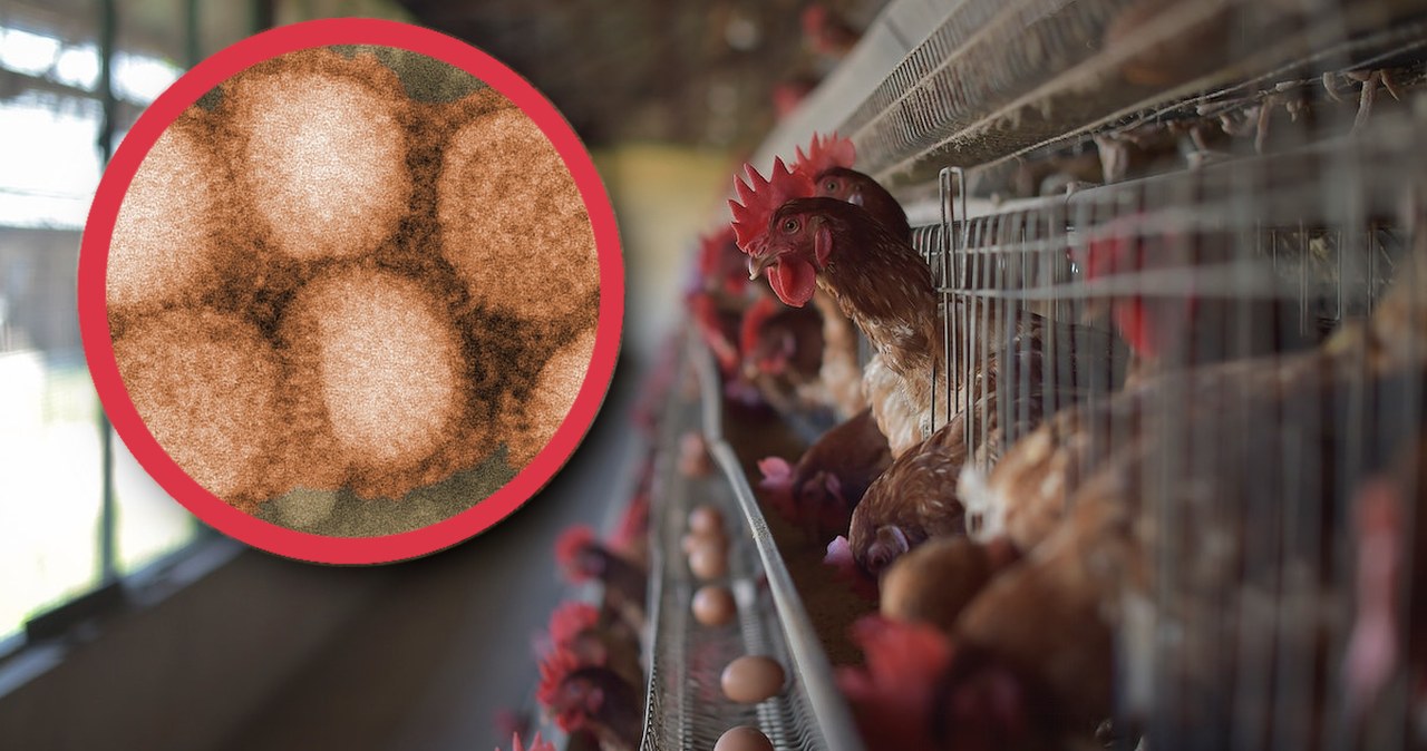 Ptasia grypa miesza w głowach zwierząt. Mają dziwne objawy ...