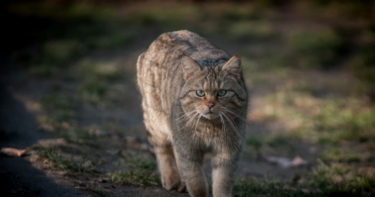 Żbik w Babiogórskim Parku Narodowym. Fotopułapka nagrała żbika w nocy ...