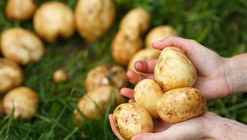 Solanina: w jakich warzywach i owocach występuje ta trucizna? - Kobieta ...