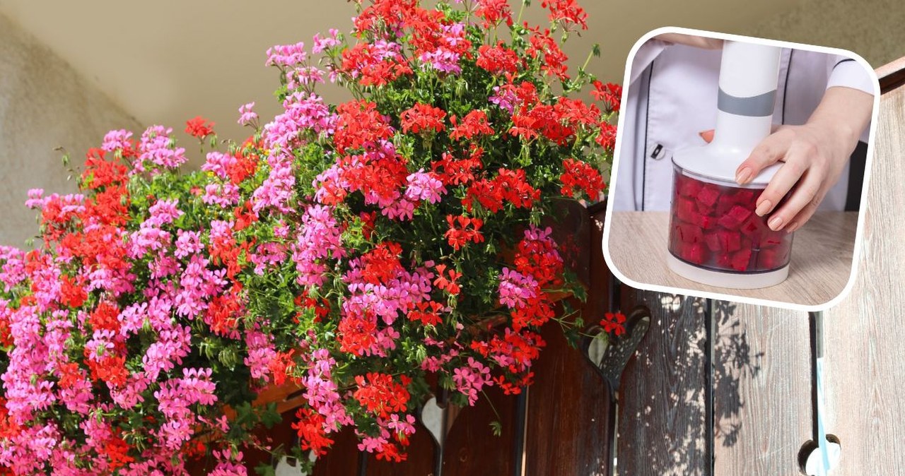 Domowy nawóz do kwiatów na balkon. Pelargonie, surfinie, begonie rozkwitną - Kobieta w INTERIA.PL