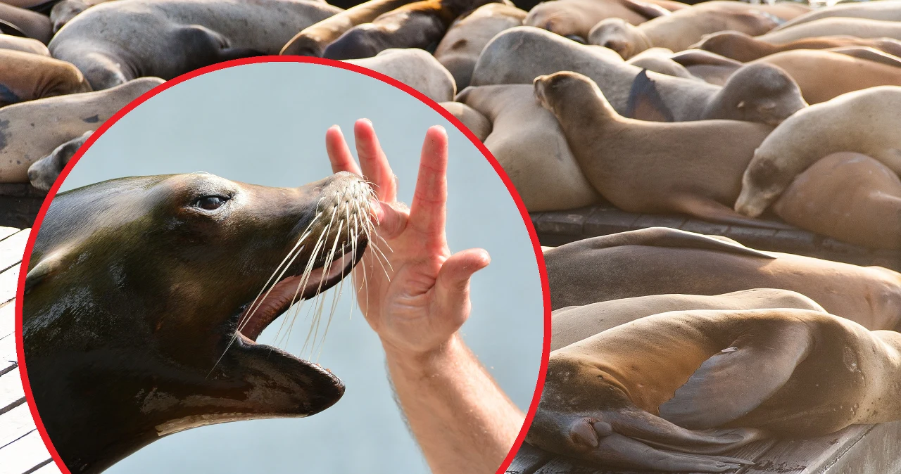 Niespodziewany atak. Napastnicy pod wpływem toksycznych alg ...