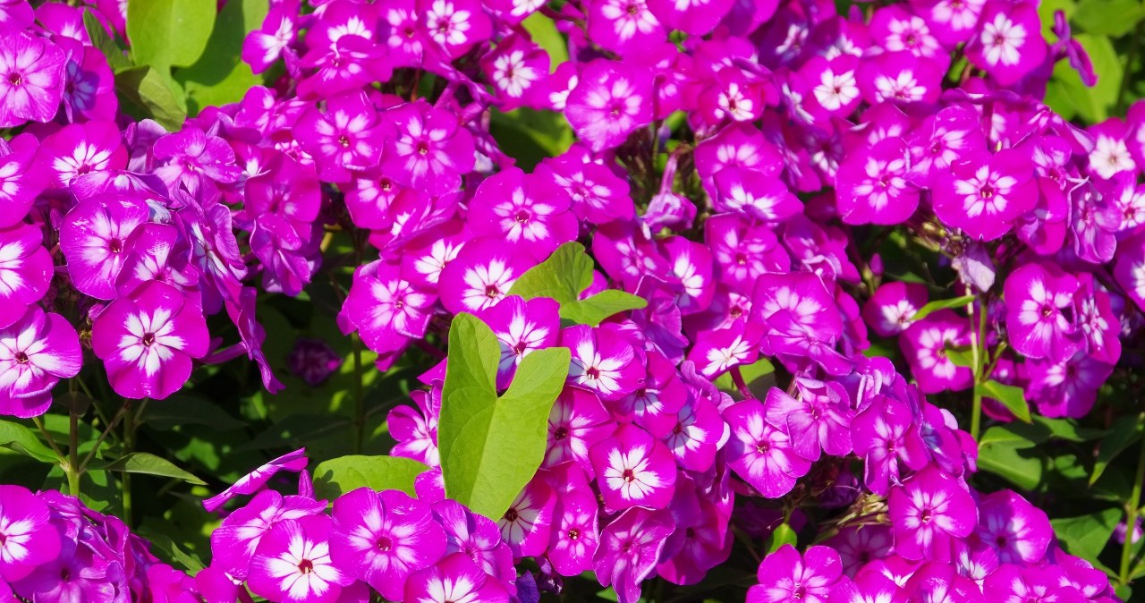 Jakie są najpiękniejsze odmiany floksy? Tak należy je pielęgnować ...