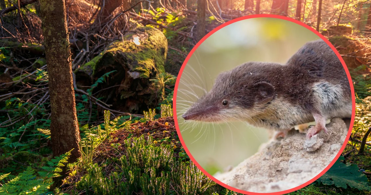 Lasy Państwowe alarmują. W Polsce grasuje jadowity ssak - Kobieta w ...