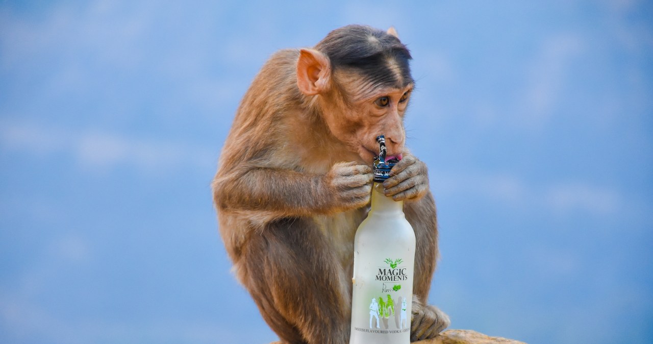 Chodzi do sklepów, pije alkohol i atakuje dzieci. Pijana małpa ...