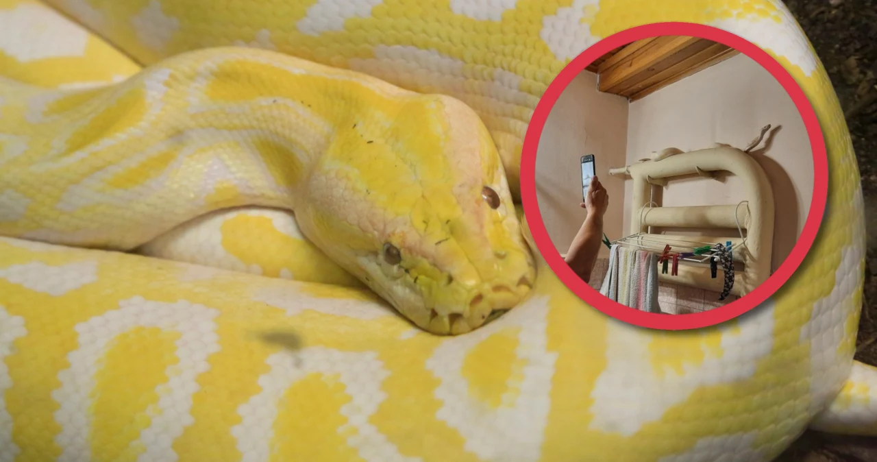 Biały wąż w łazience. W Poznaniu znaleziono pytona królewskiego ...