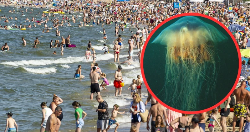 Czy meduzy w Bałtyku są groźne? Gdzie występują i jak je rozpoznać? - Wydarzenia w INTERIA.PL