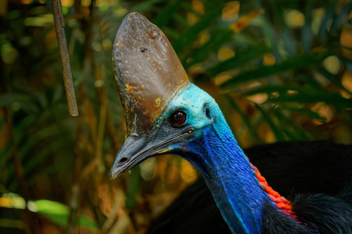 W warszawskim zoo wykluło się pisklę jednego z najniebezpieczniejszych ...