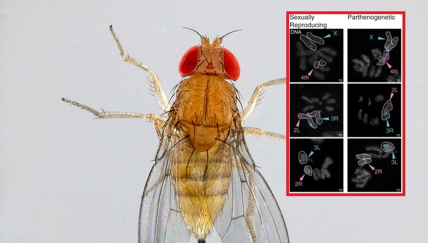Muszka owocówka rozmnożona bez udziału samca. Pierwsze takie ...