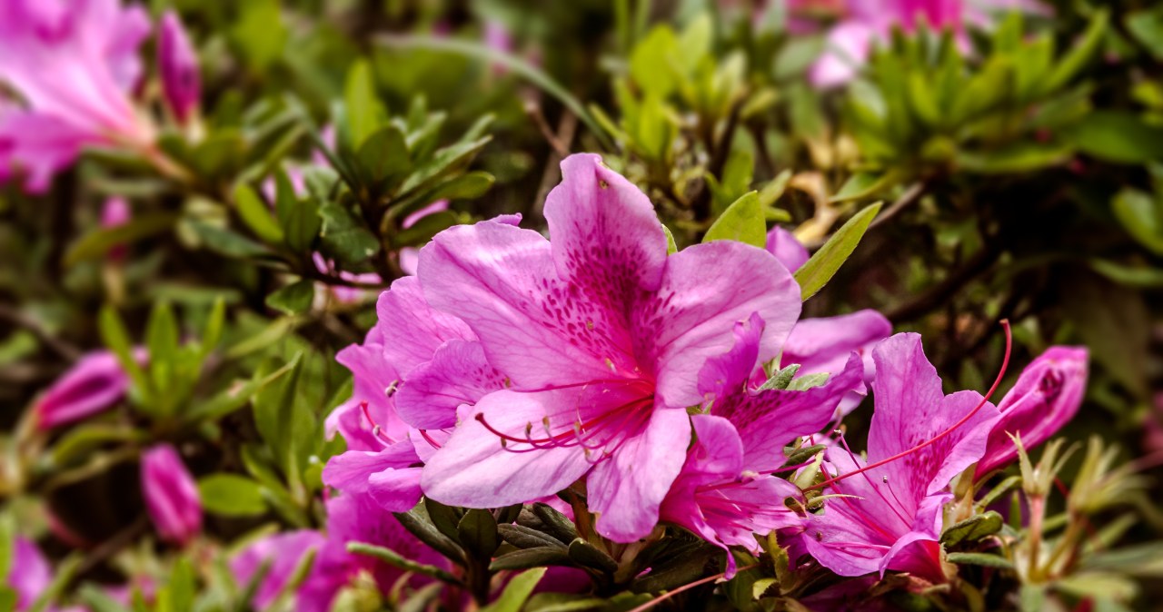 Kiedy przesadzać azalie? Zrób to we wrześniu, a wiosną azalia obsypie ...