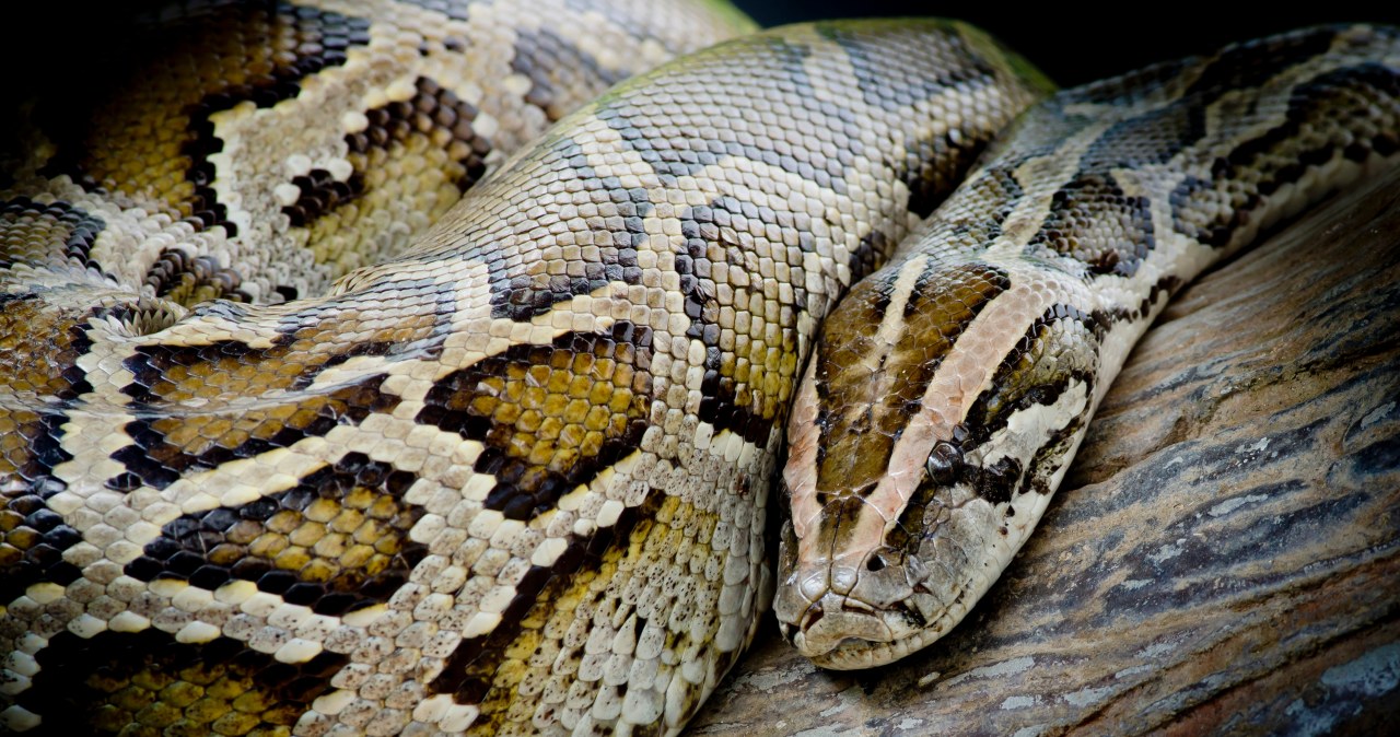 Maraton polowania na węże w USA. Na celowniku pyton birmański - Zielona w INTERIA.PL