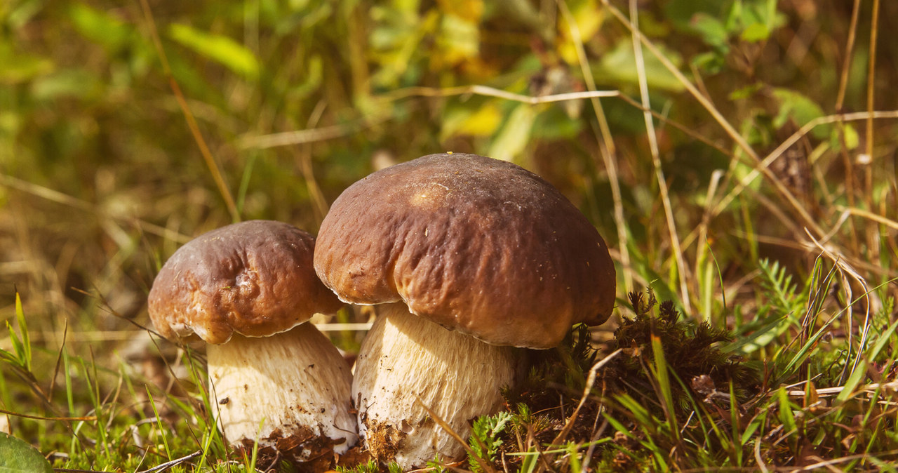 Wysyp grzybów w polskich lasach. Leśnicy apelują - Wydarzenia w INTERIA.PL Wysyp grzybów w polskich lasach. Leśnicy apelują - Wydarzenia w INTERIA.PL