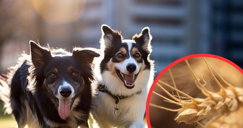 Pies może go połknąć, albo wciągnąć. Jak bezboleśnie usunąć zagrożenie ...