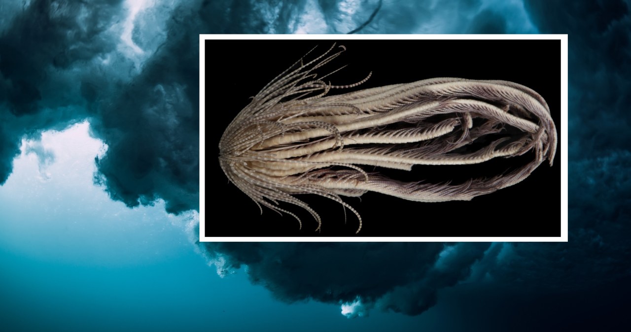 Ma 20 odnóży i wygląda jak kosmita. Nowy gatunek liliowca z Antarktydy ...