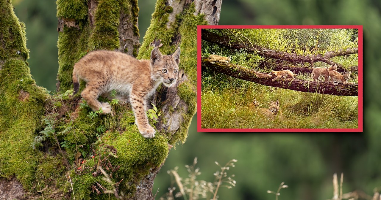Samica rysia urodziła aż 5 kociąt. To może być rekord - Zielona w ...