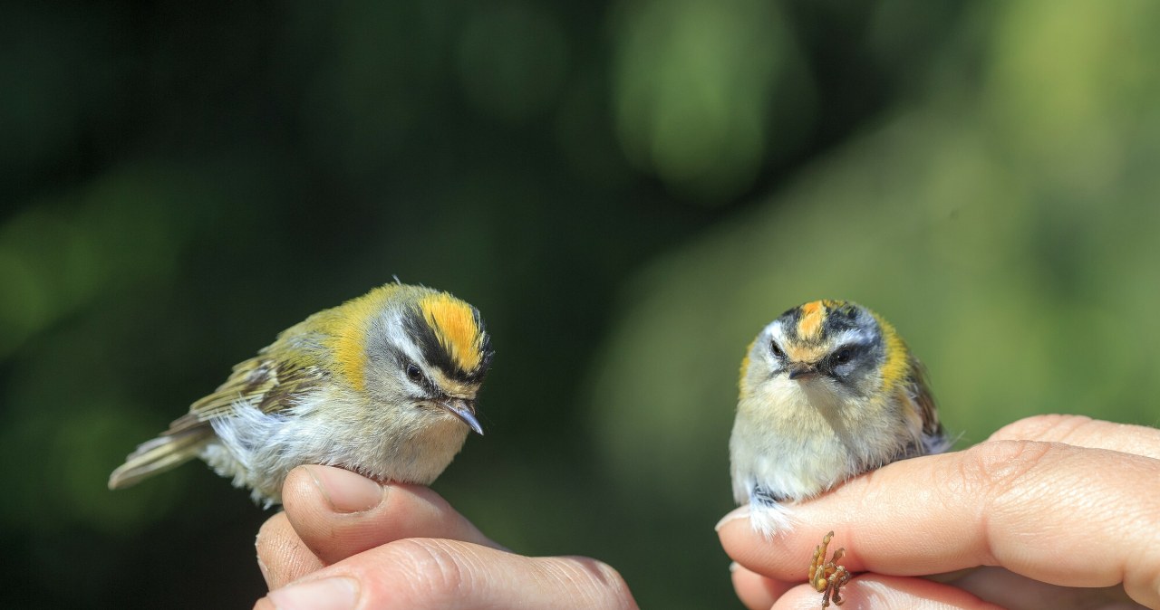 Najmniejsze ptaki w Polsce. Malutkie, ruchliwe i piękne - Zielona w ...