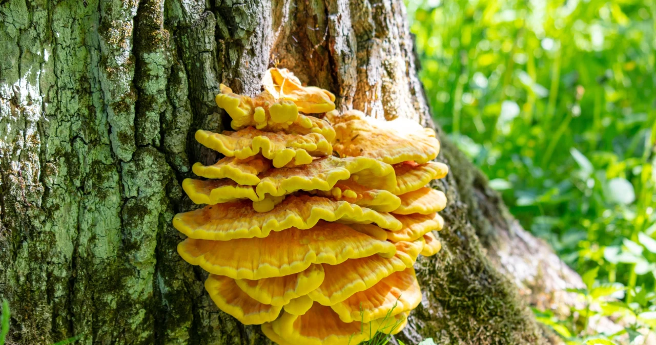 Żółty grzyb z drzewa. Huba, która smakuje jak kurczak - Zielona w INTERIA.PL