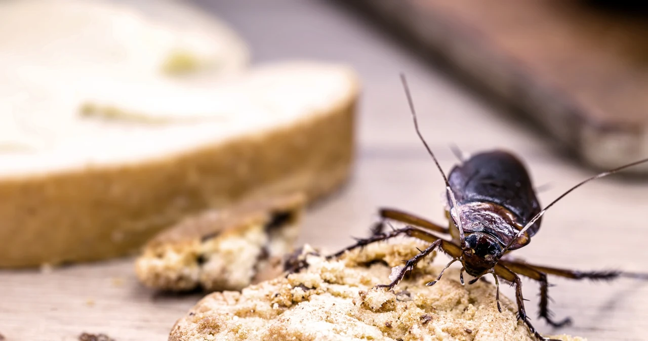 Czarne robaki w domu. Co to może być i jak sobie z nimi poradzić ...