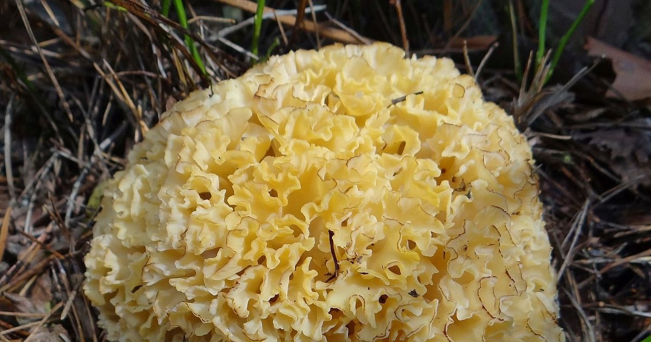 Smaczny i zdrowy. Grzyb szmaciak, który wygląda jak gąbka