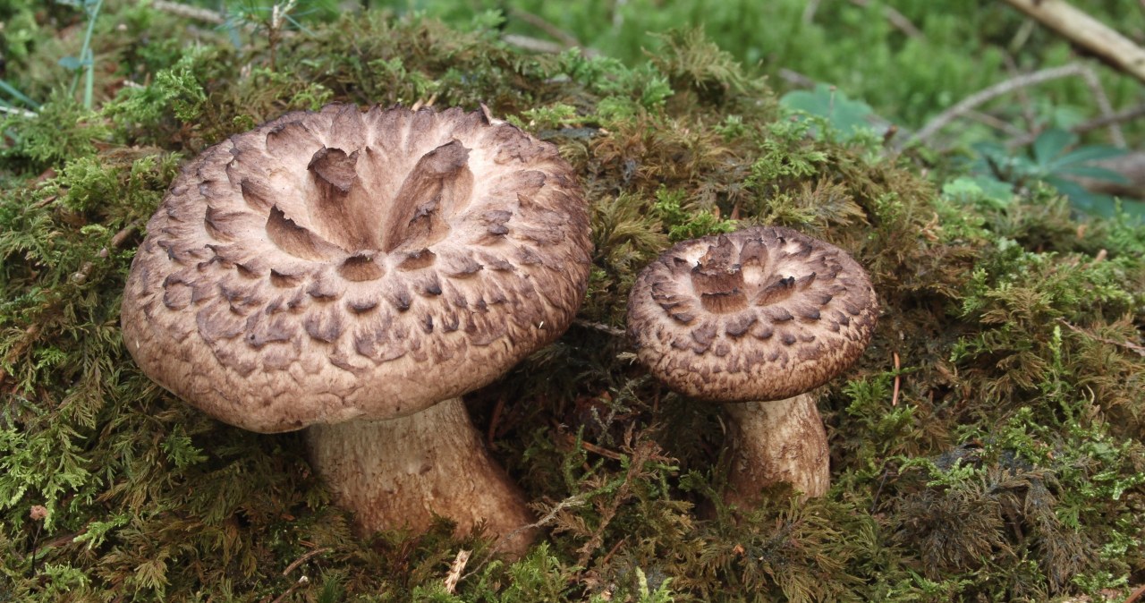 Grzyb sarna ma łuski. Czy sarniak dachówkowaty jest jadalny?