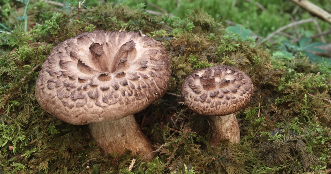 Grzyb sarna ma łuski. Czy sarniak dachówkowaty jest jadalny? - Zielona ...