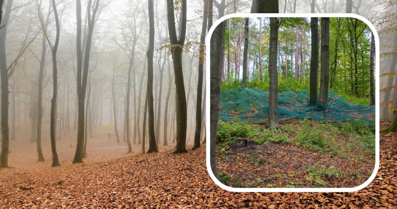 Zbiory bukwi. Dlaczego leśnicy wieszają siatki między bukami? - Kobieta ...