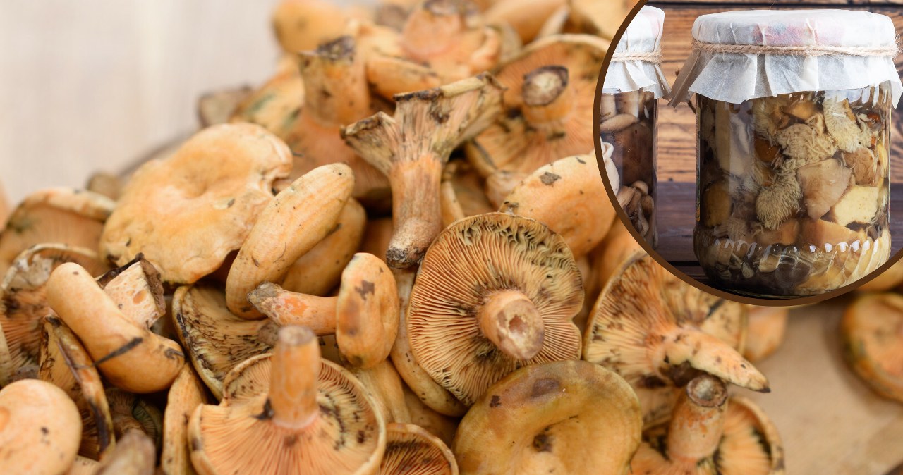 Tak smacznych grzybów jeszcze nie jadłeś. Najlepszy przepis na rydze ...